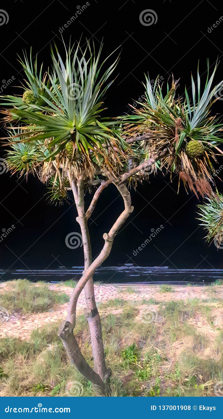Single Pandanus Trees on the Foreshore Stock Photo - Image of australia ...