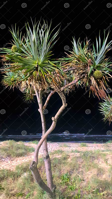 Single Pandanus Trees on the Foreshore Stock Photo - Image of australia ...