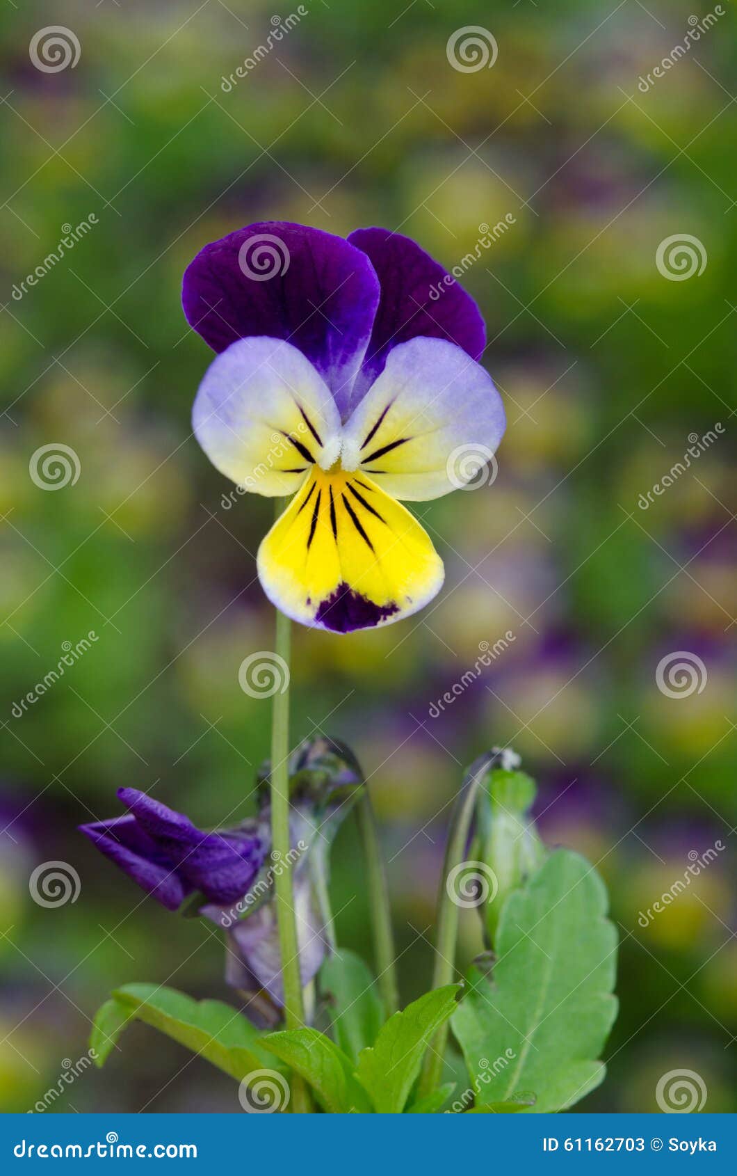Single pansy flower stock image. Image of flora, growth - 61162703