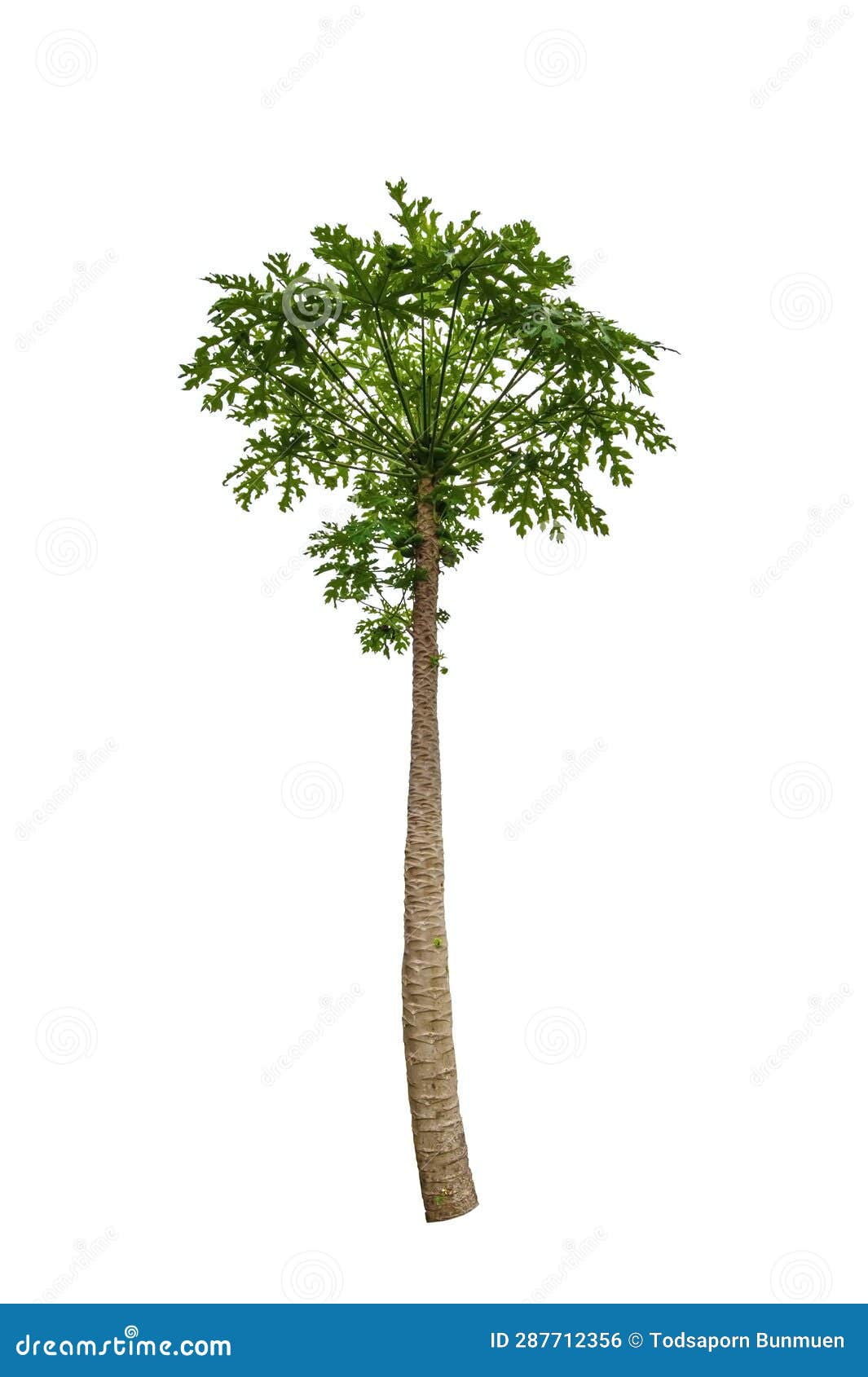 Single Papaya Tree Isolated on White Background Stock Photo - Image of ...