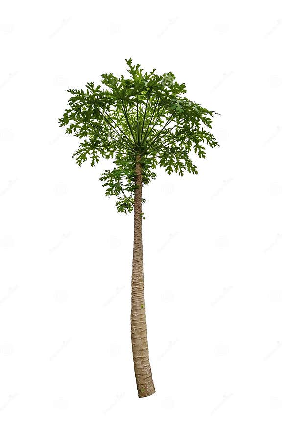 Single Papaya Tree Isolated on White Background Stock Photo - Image of ...