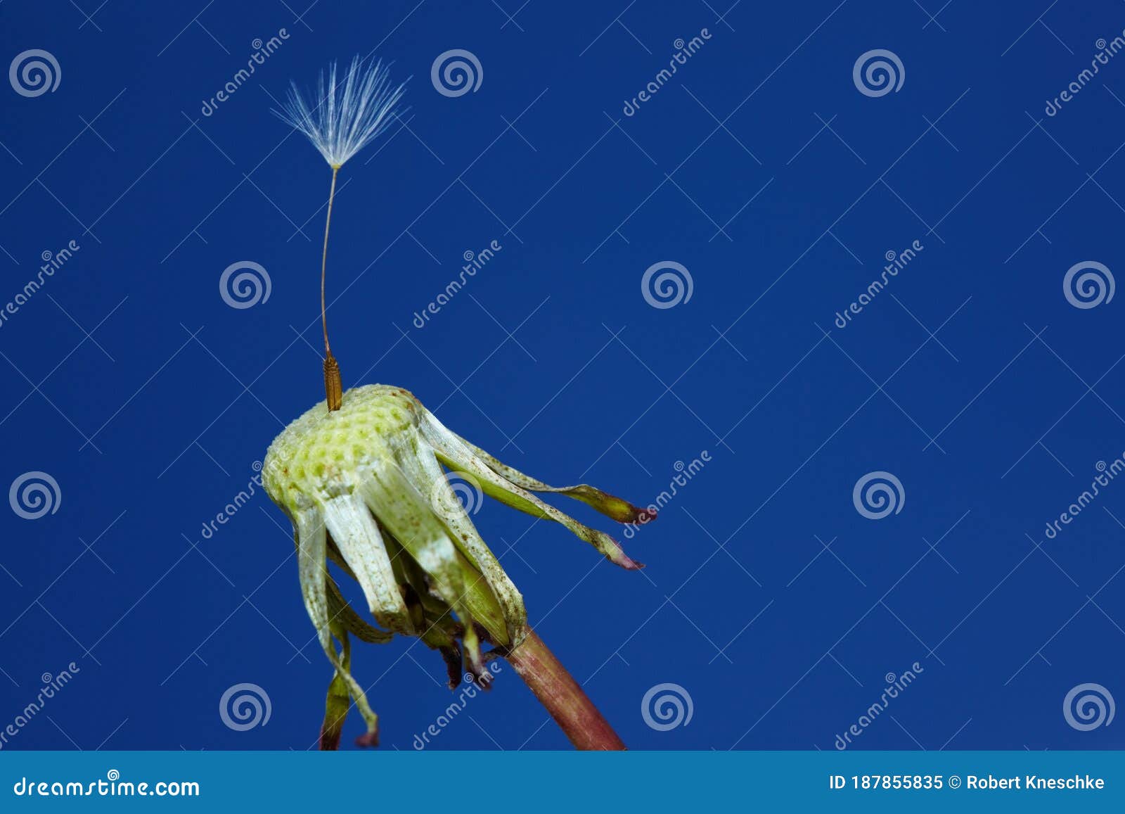 Single pappus on dandelion stock image. Image of light - 187855835