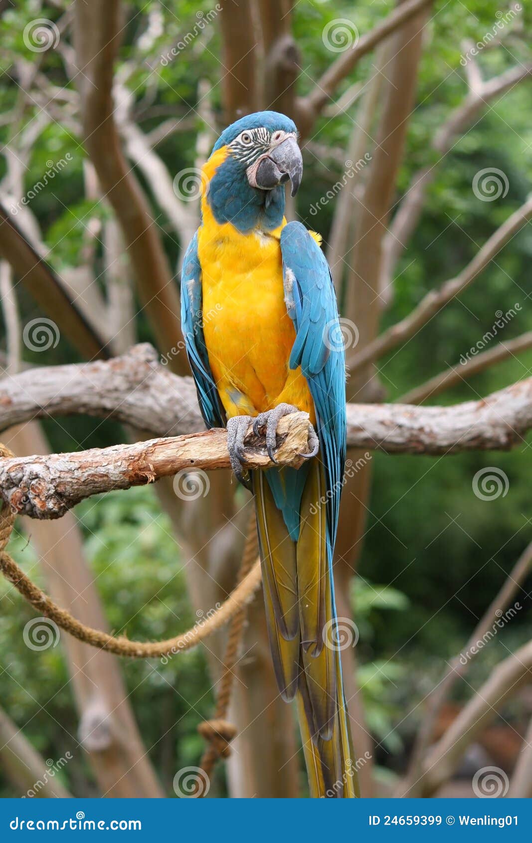 A single parrot stock image. Image of feather, parrot - 24659399