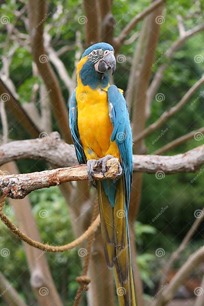 A single parrot stock image. Image of feather, parrot - 24659399