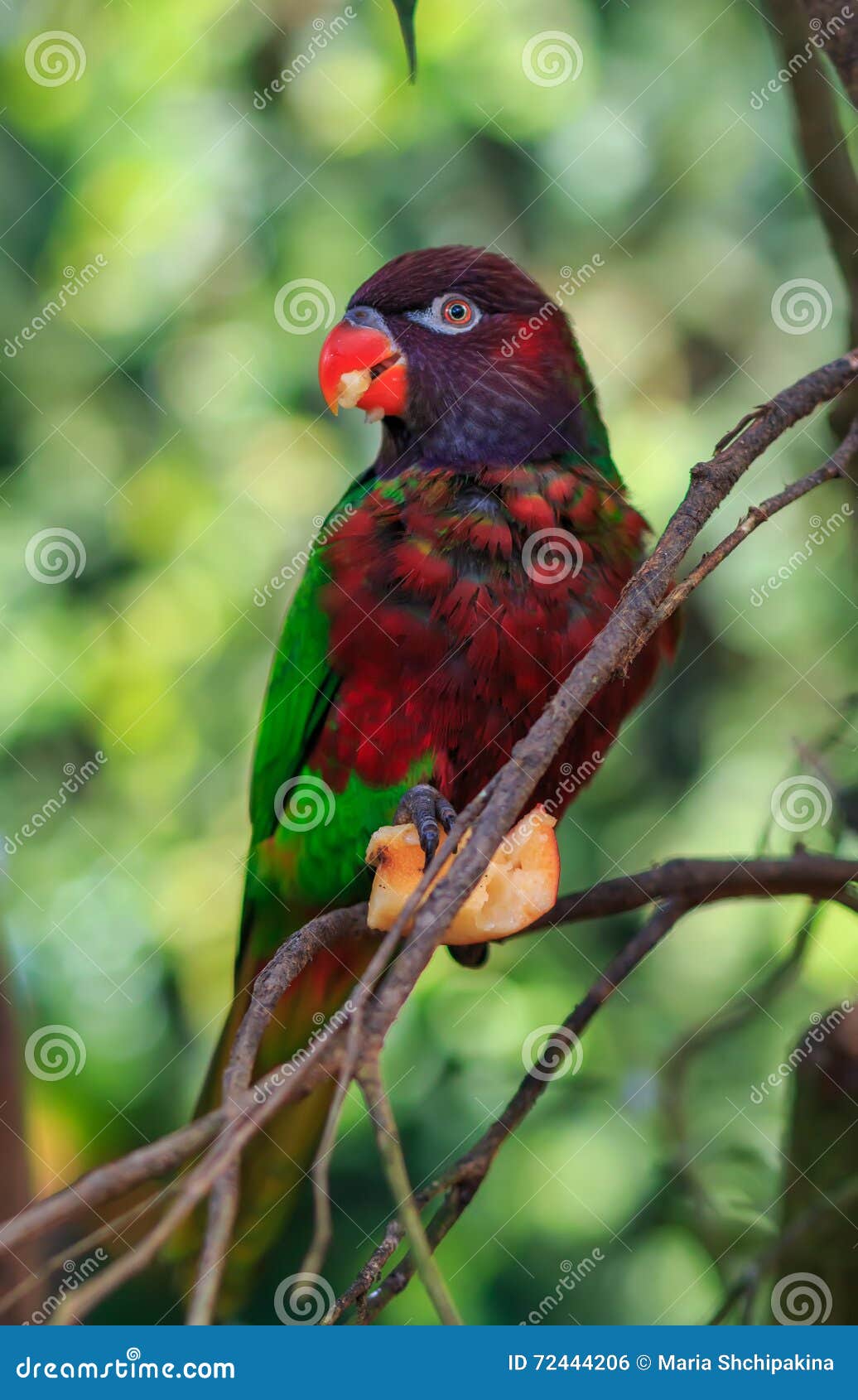Single Parrot (Trichoglossus Haematodus, Lorius Chlorocercus) Stock ...