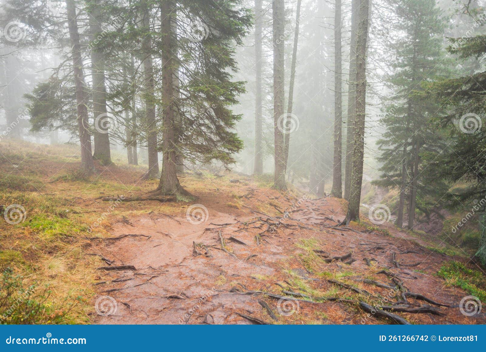 A Single Path in a Misty Forest Stock Photo - Image of natural, forest ...