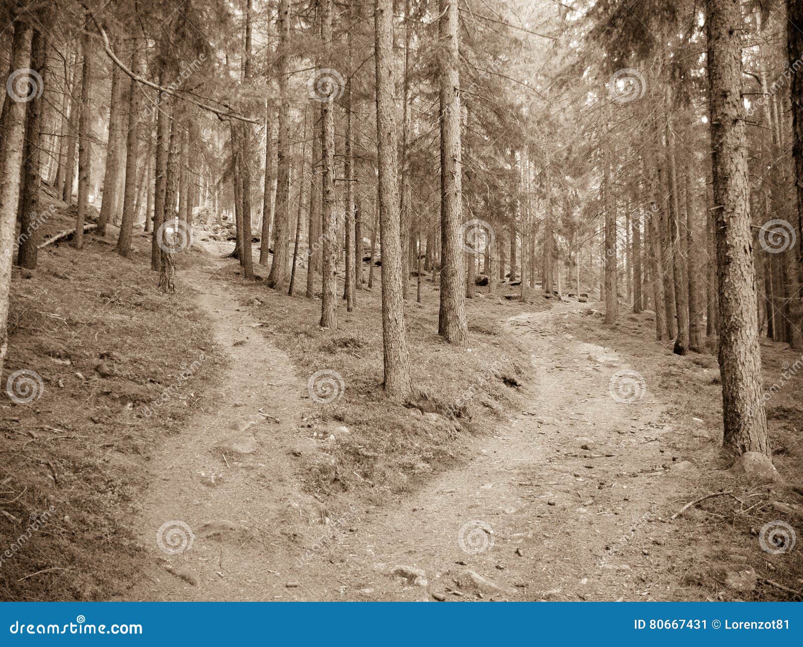 A Single Path Splits in Two Different Directions. Vintage Effect Stock ...