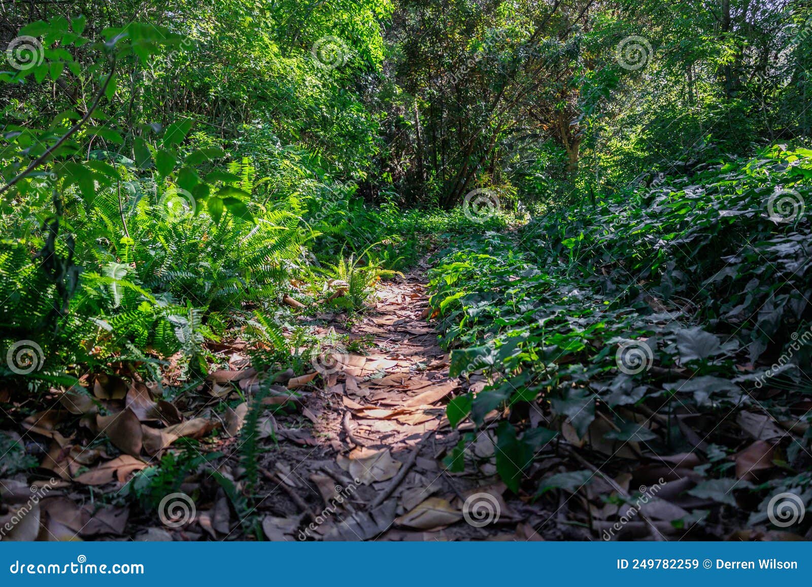 Single Pathway through the Jungle Stock Image - Image of country, north ...