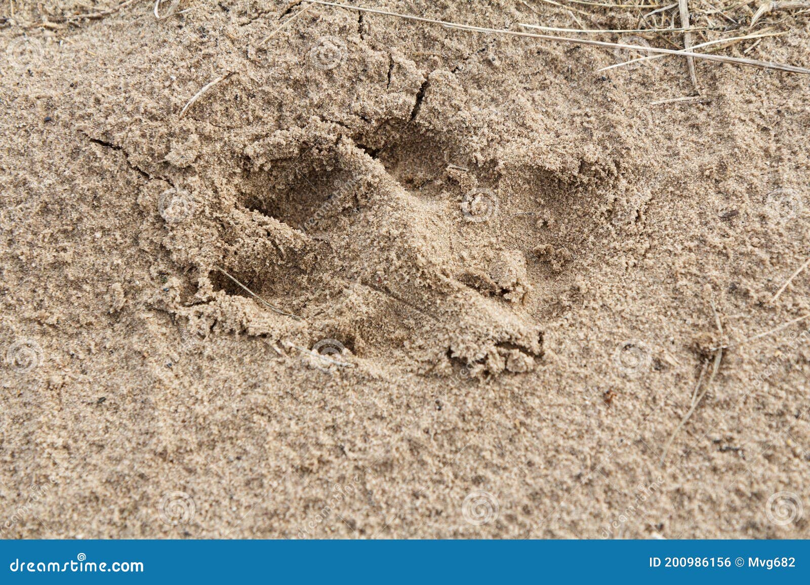 Single Paw Print on Sand. Top View Stock Photo - Image of background ...
