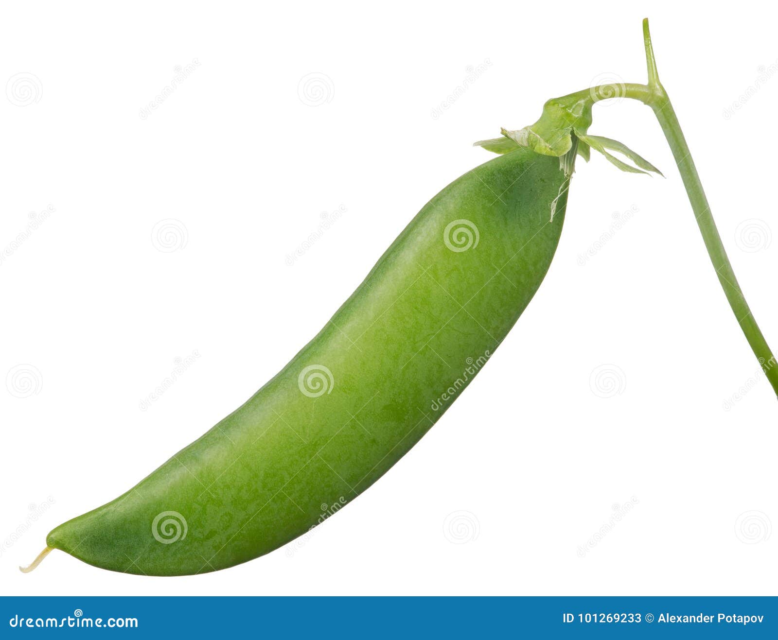 Single Green Pea