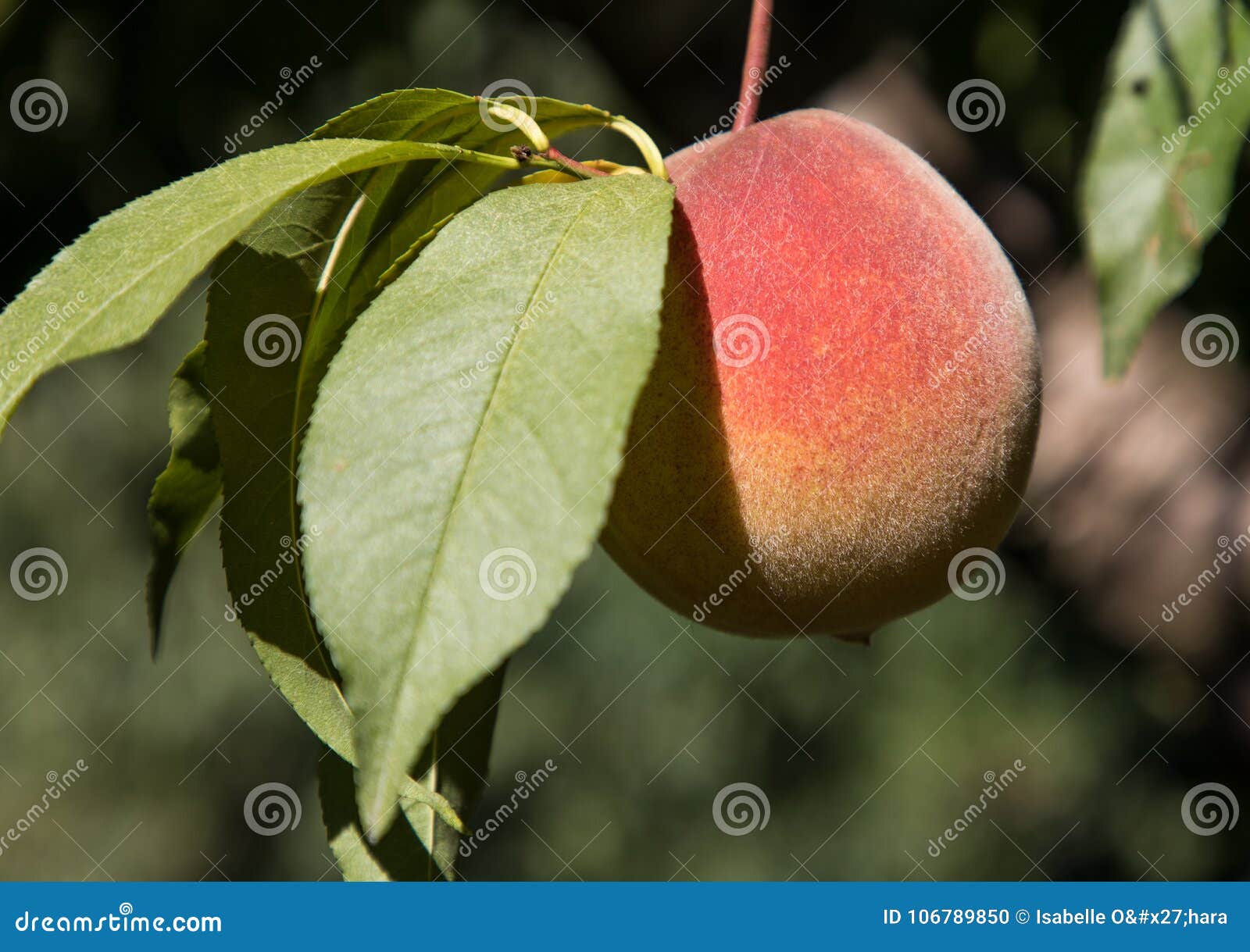 Single Peach Growing on Stem with Green Leaves Stock Photo - Image of ...