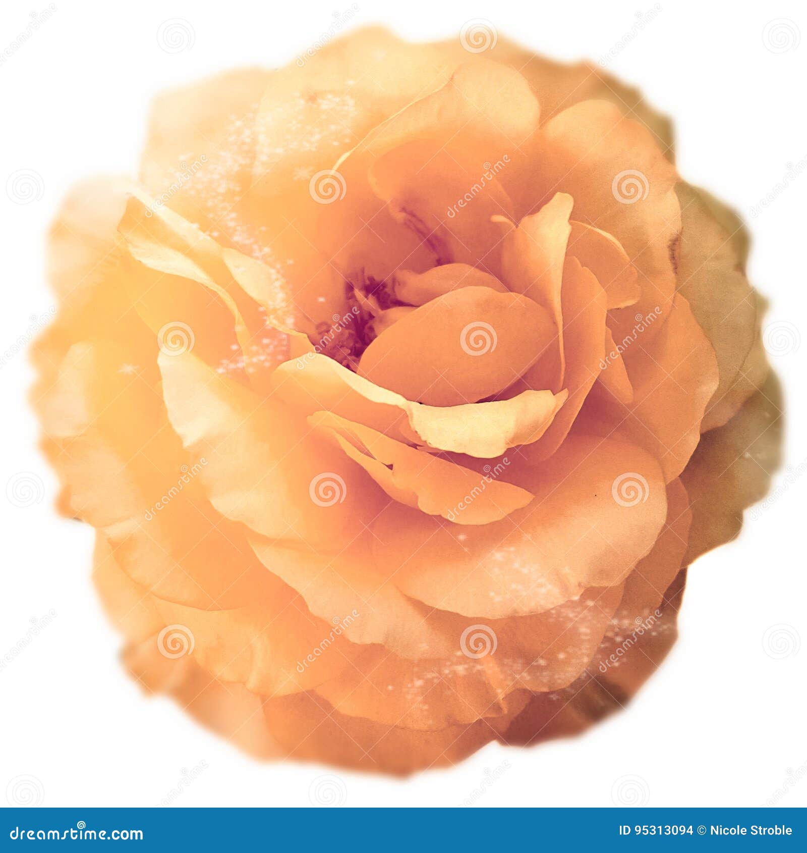 Single Peach Rose stock photo. Image of edited, background - 95313094