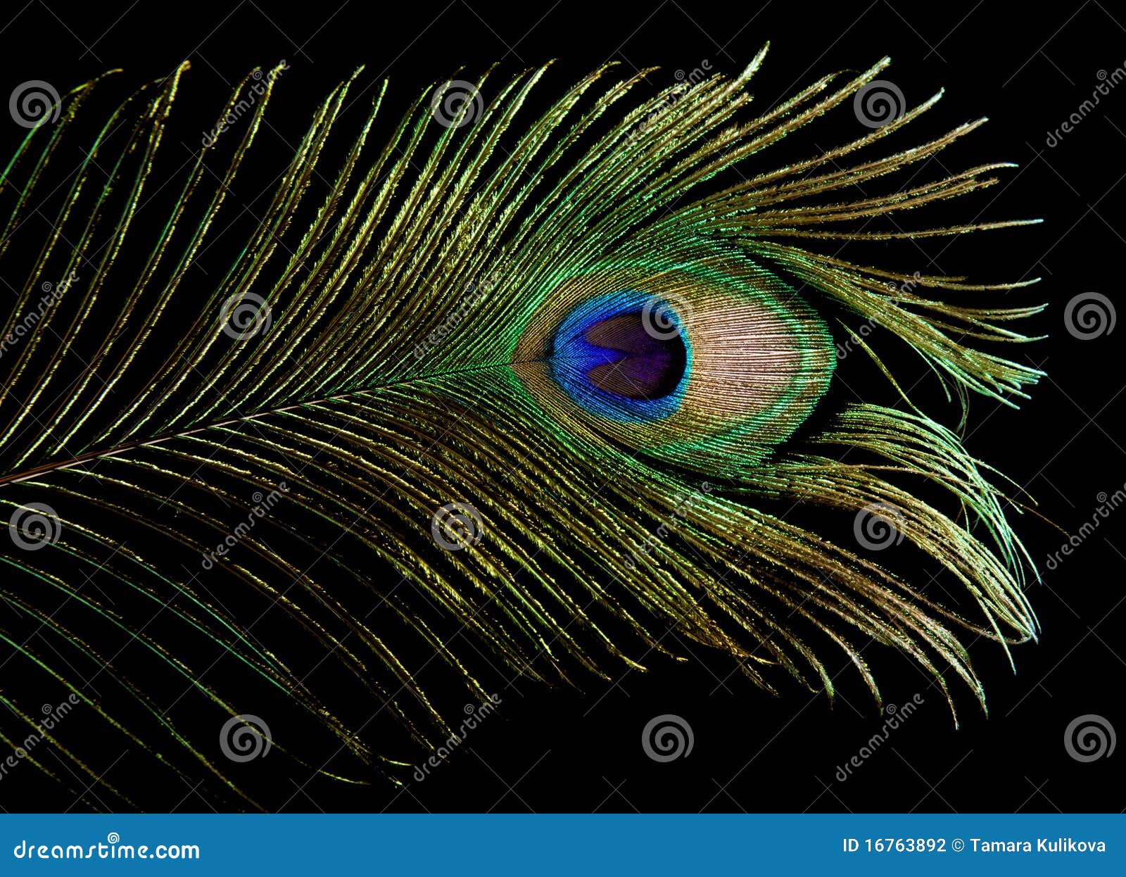 Single peacock feather stock photo. Image of colors, close - 16763892