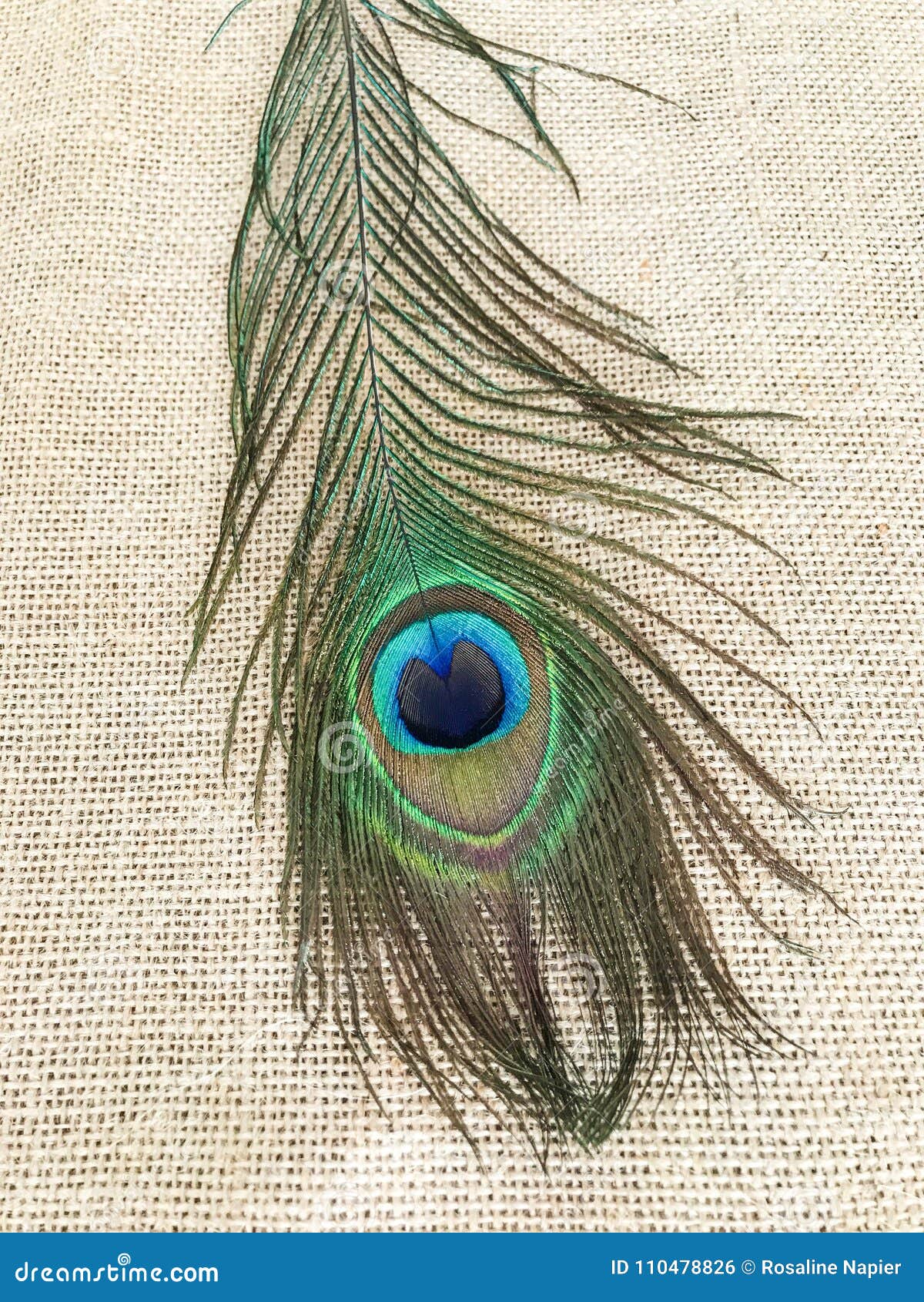 Colorful Single Feather