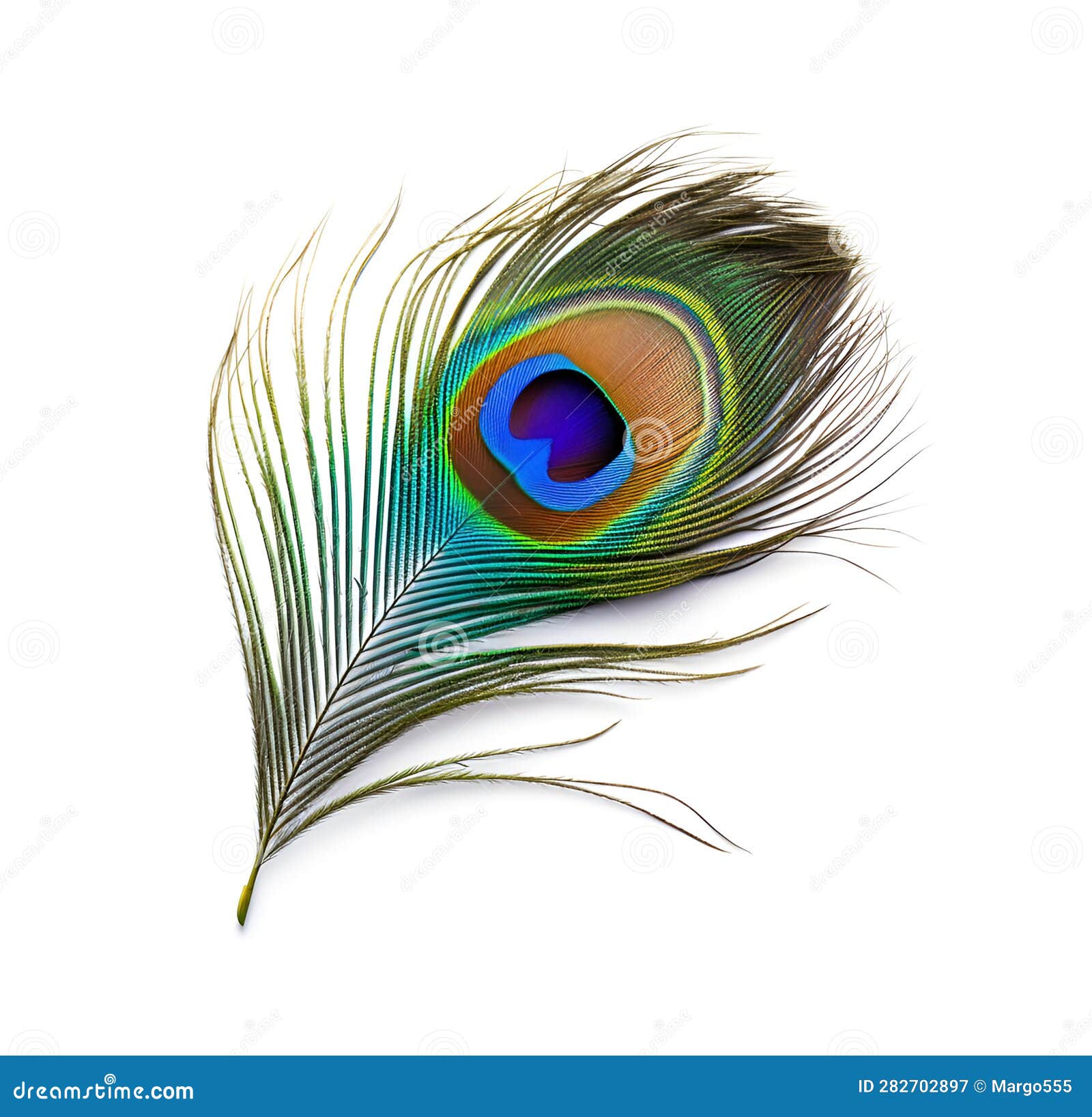 Single Peacock Feather Closeup Stock Illustration - Illustration of ...