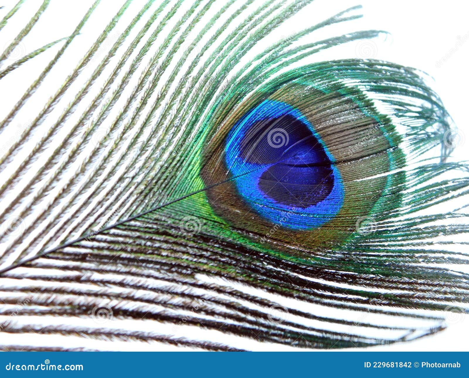 Single Peacock Feather Isolated on White Background Stock Photo - Image ...