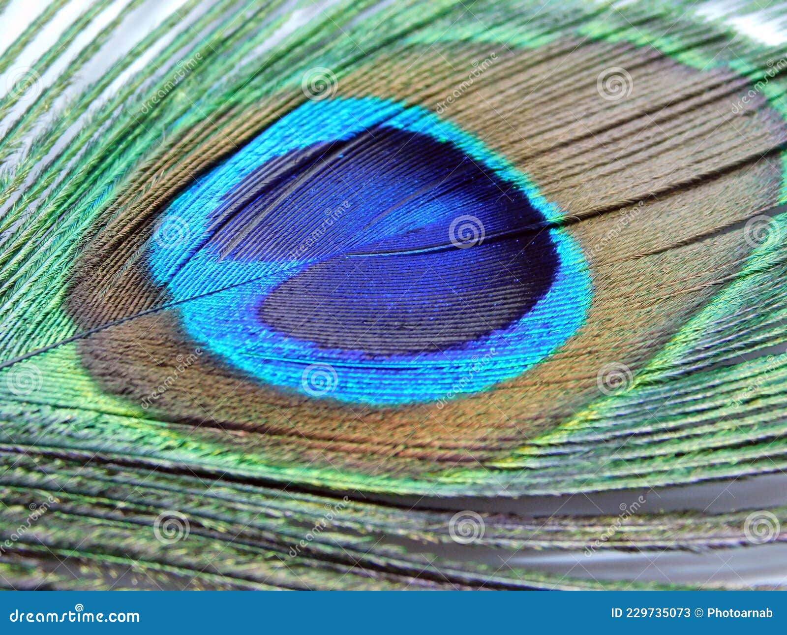 Single Peacock Feather Isolated on White Background Stock Image - Image ...