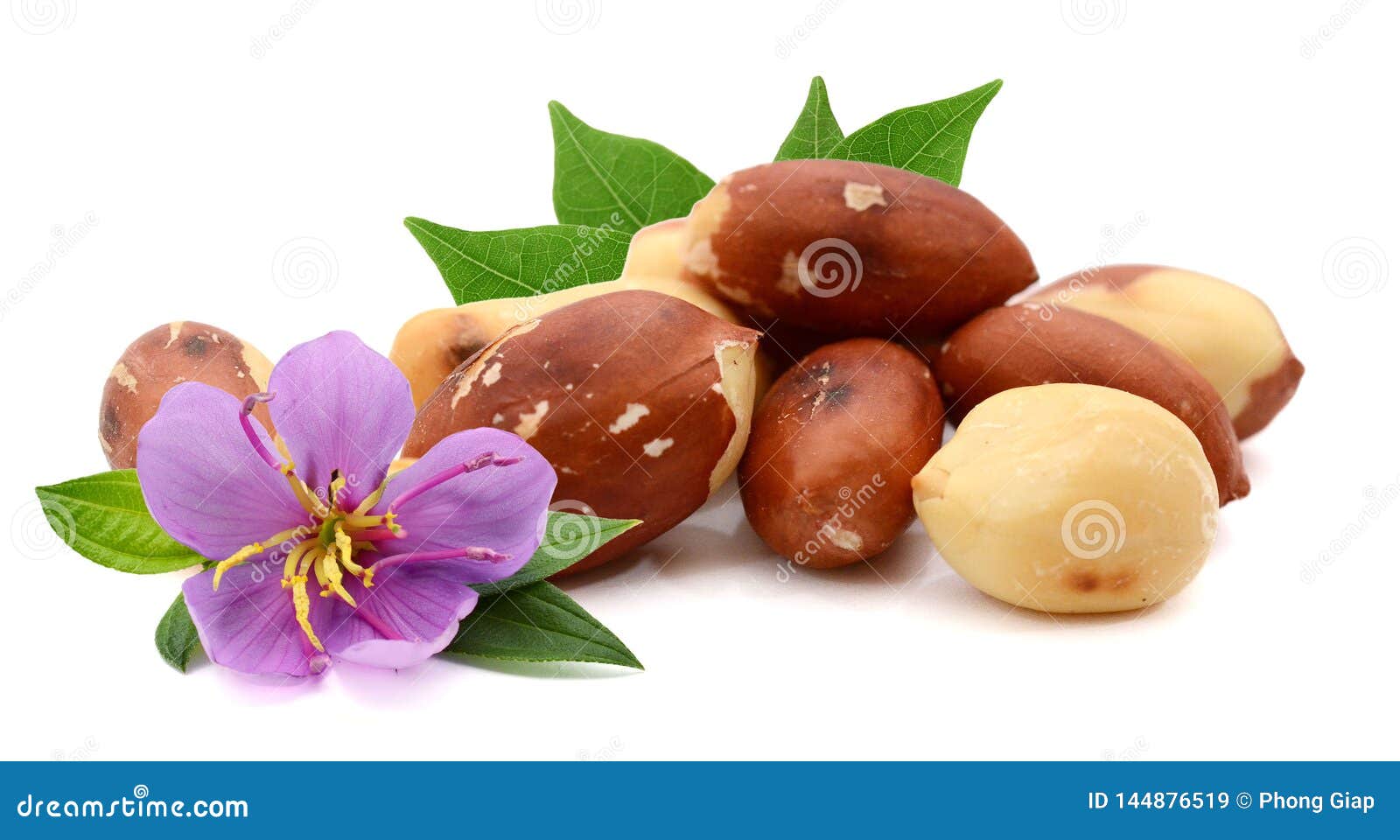 Single peanut - isolated. stock image. Image of vegetarian - 144876519