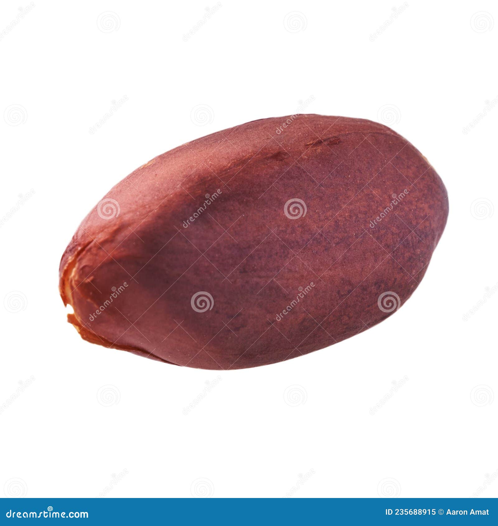 Single Peanut Isolated on a White Background Stock Image - Image of ...