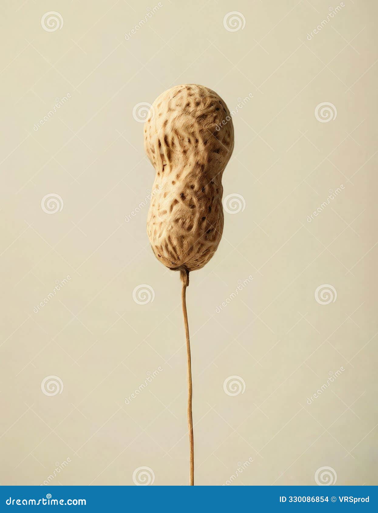 Single Peanut on a Minimalistic Background Stock Photo - Image of form ...