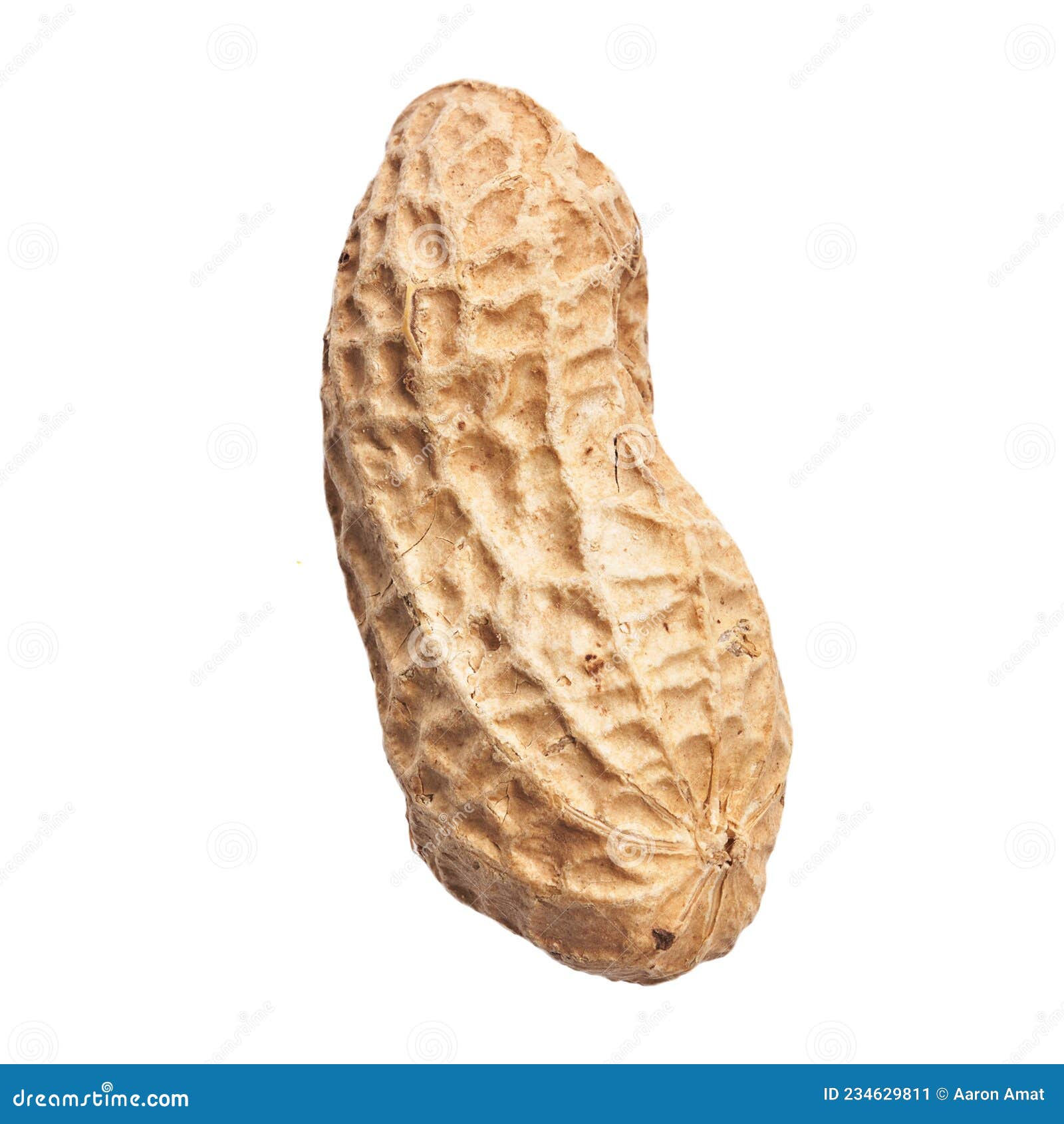 Single Peanut with Shell Isolated on a White Background Stock Image ...