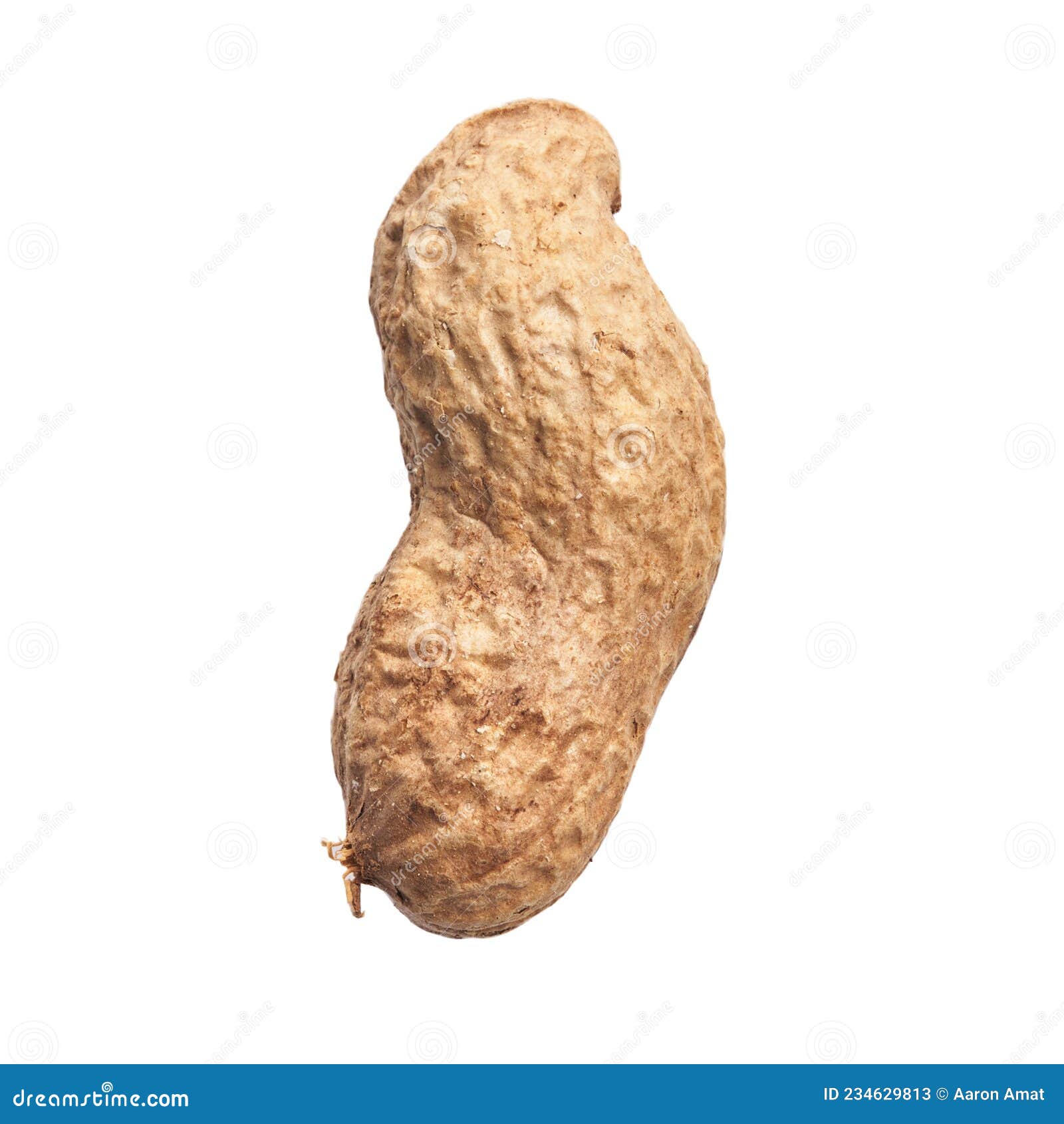 Single Peanut with Shell Isolated on a White Background Stock Image ...