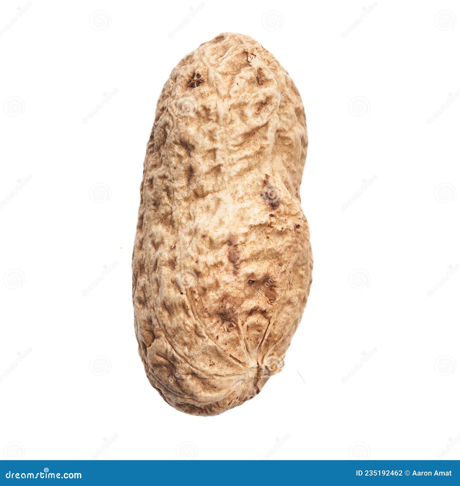 Single Peanut with Shell Isolated on a White Background Stock Photo ...