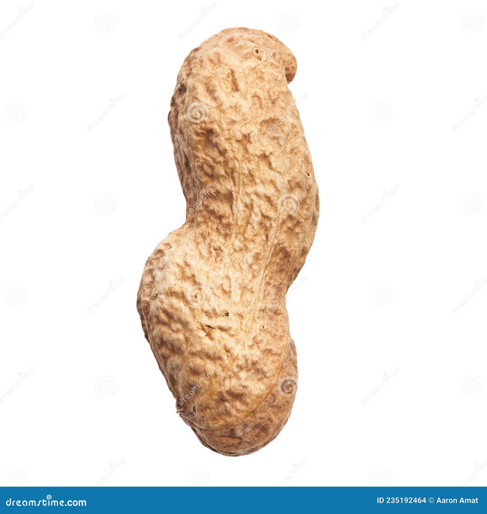 Single Peanut with Shell Isolated on a White Background Stock Photo ...