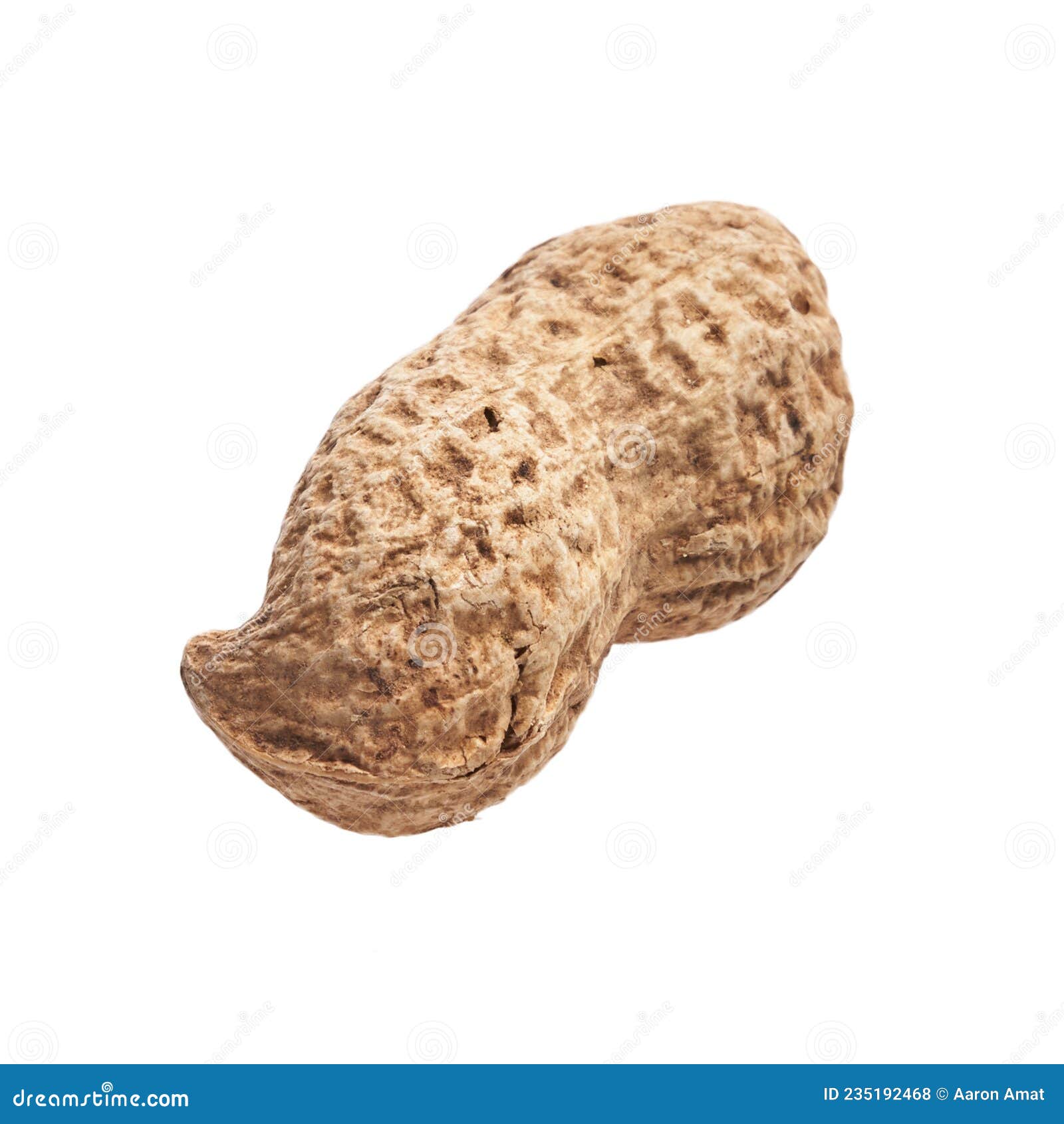 Single Peanut with Shell Isolated on a White Background Stock Photo ...
