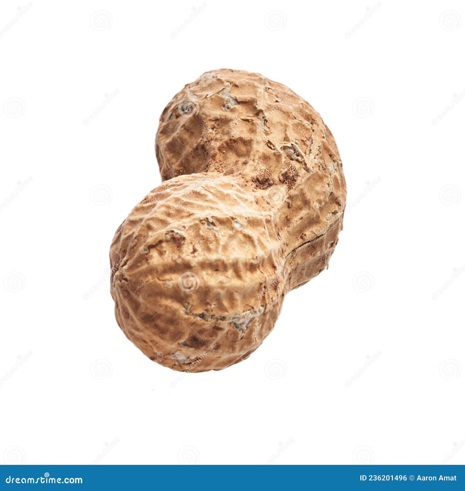 Single Peanut with Shell Isolated on a White Background Stock Photo ...