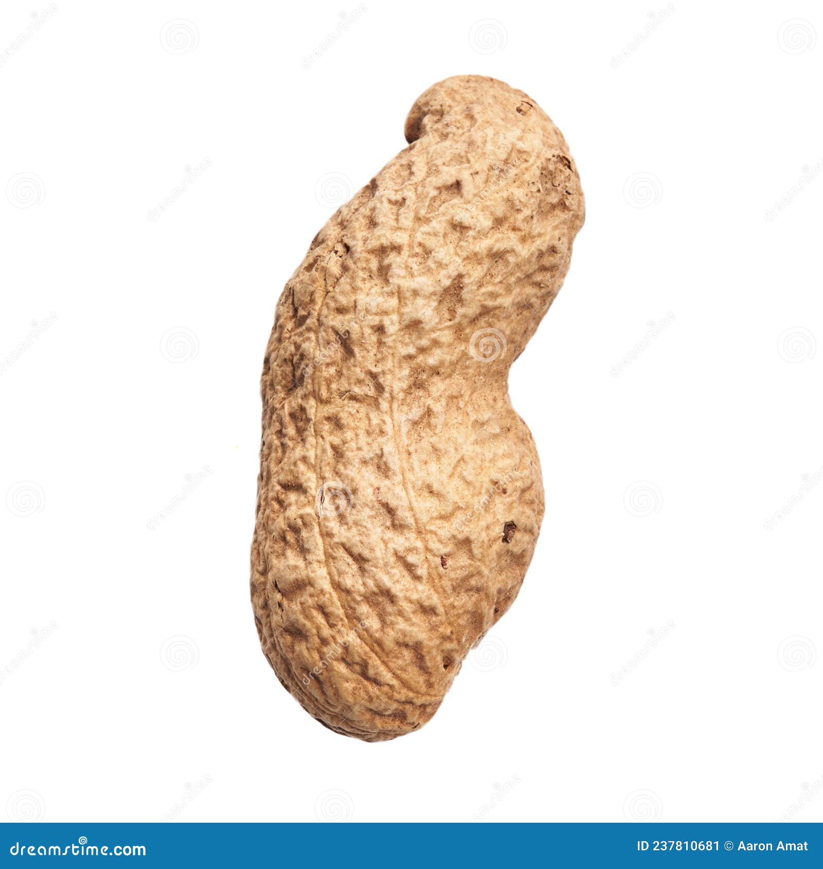Single Peanut with Shell Isolated on a White Background Stock Image ...