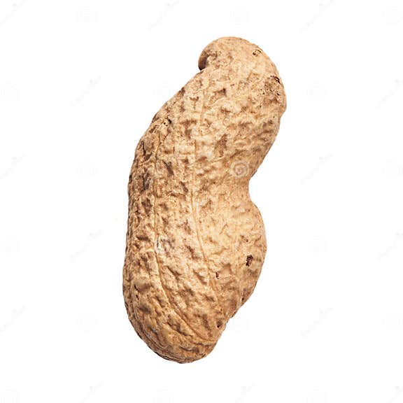 Single Peanut with Shell Isolated on a White Background Stock Image ...