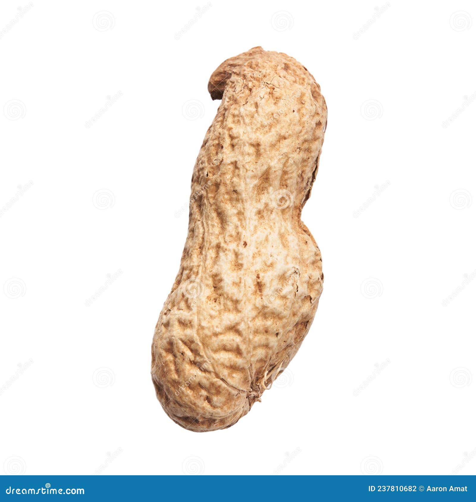 Single Peanut with Shell Isolated on a White Background Stock Photo ...