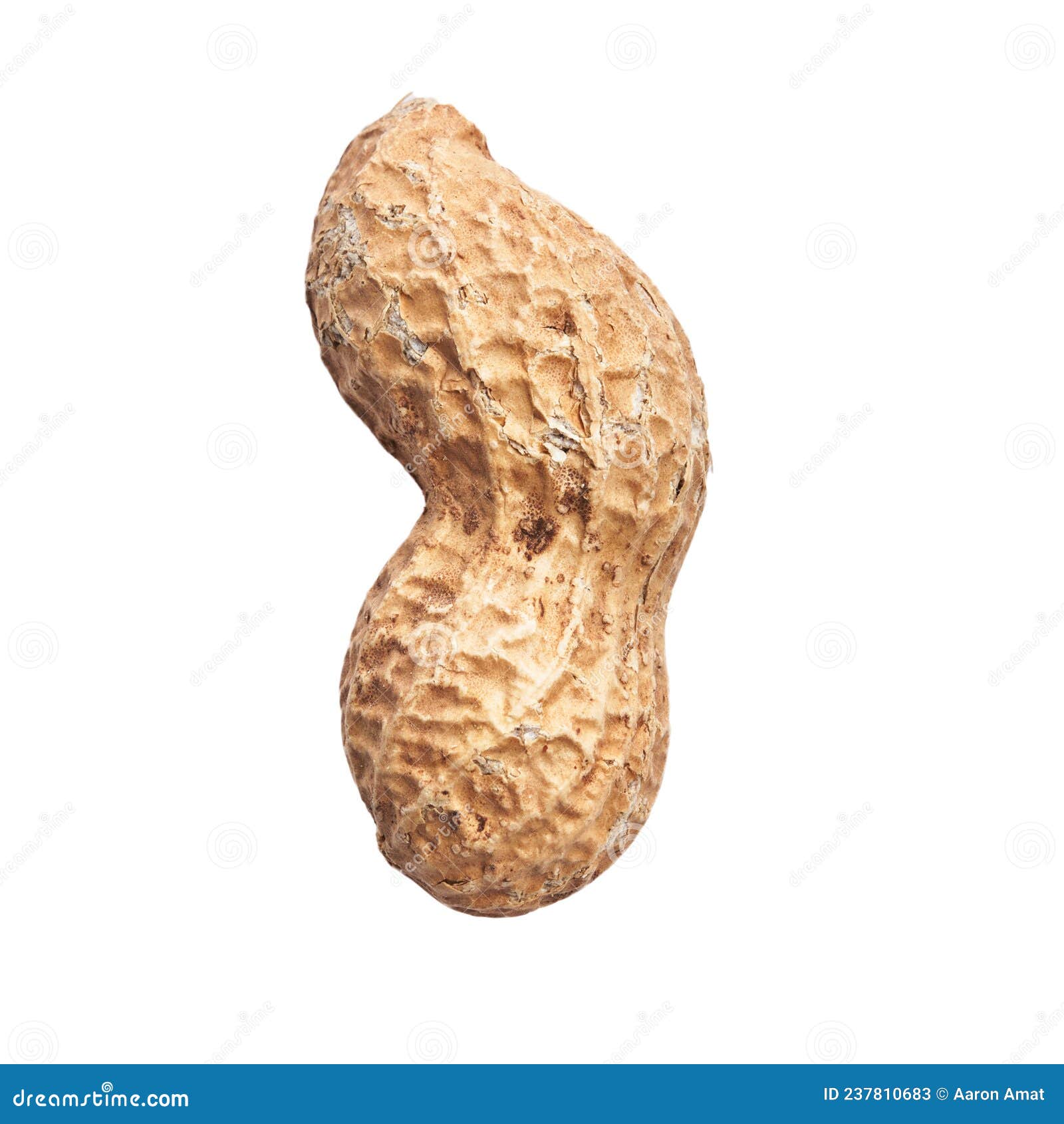 Single Peanut with Shell Isolated on a White Background Stock Image ...