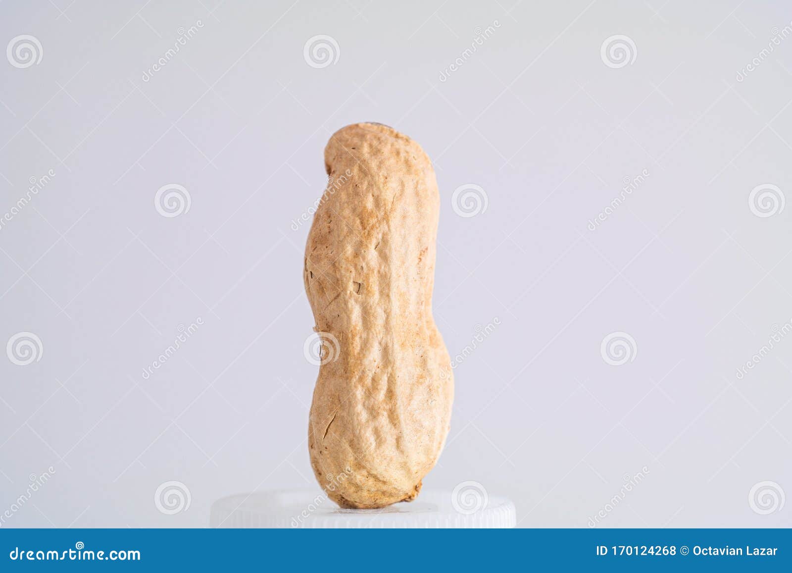 Single Peanut in Shell Macro Close Up Shot Vertical Curved Isolated ...