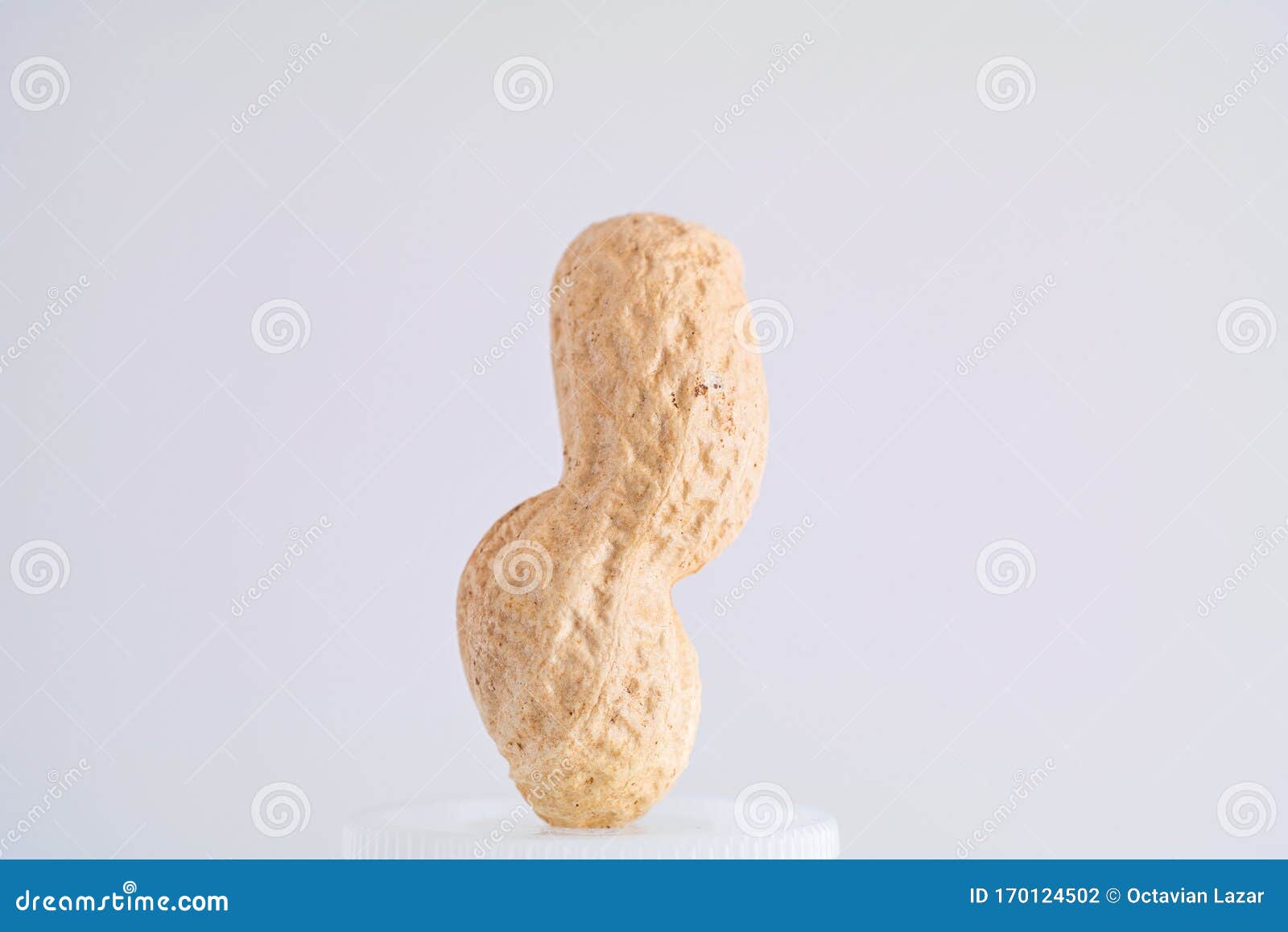 Single Peanut in Shell Macro Close Up Shot Vertical Curved Isolated ...