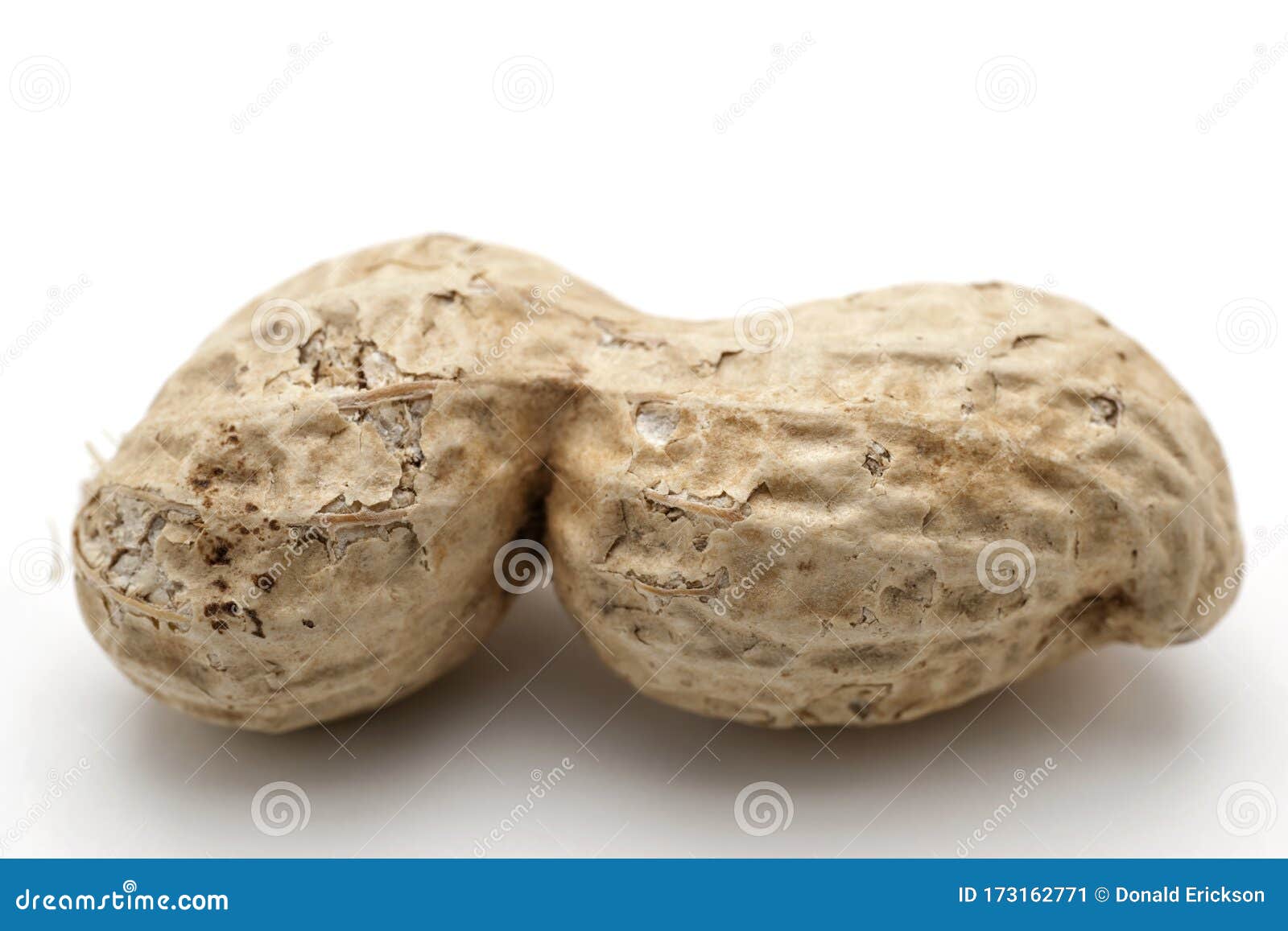 Single Peanut in Shell stock image. Image of white, copy - 173162771