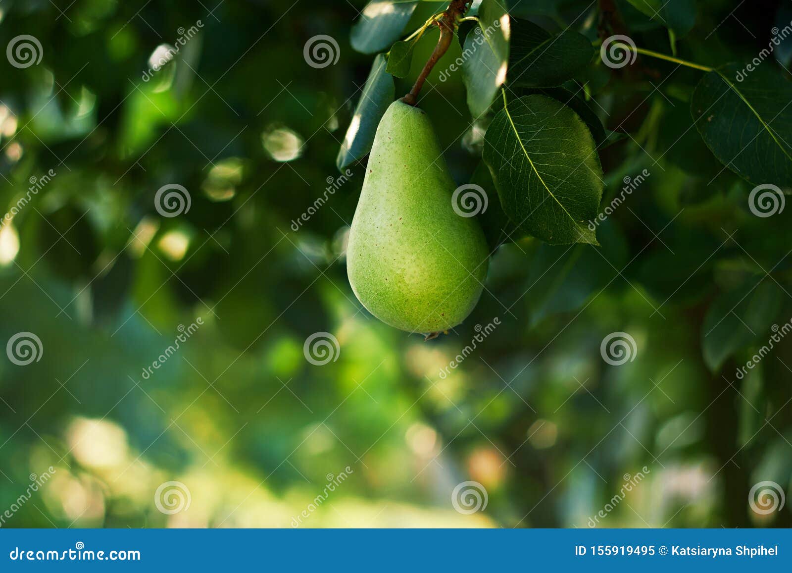 A Single Pear Drooping Down from a Pear Tree Branch on the Background ...