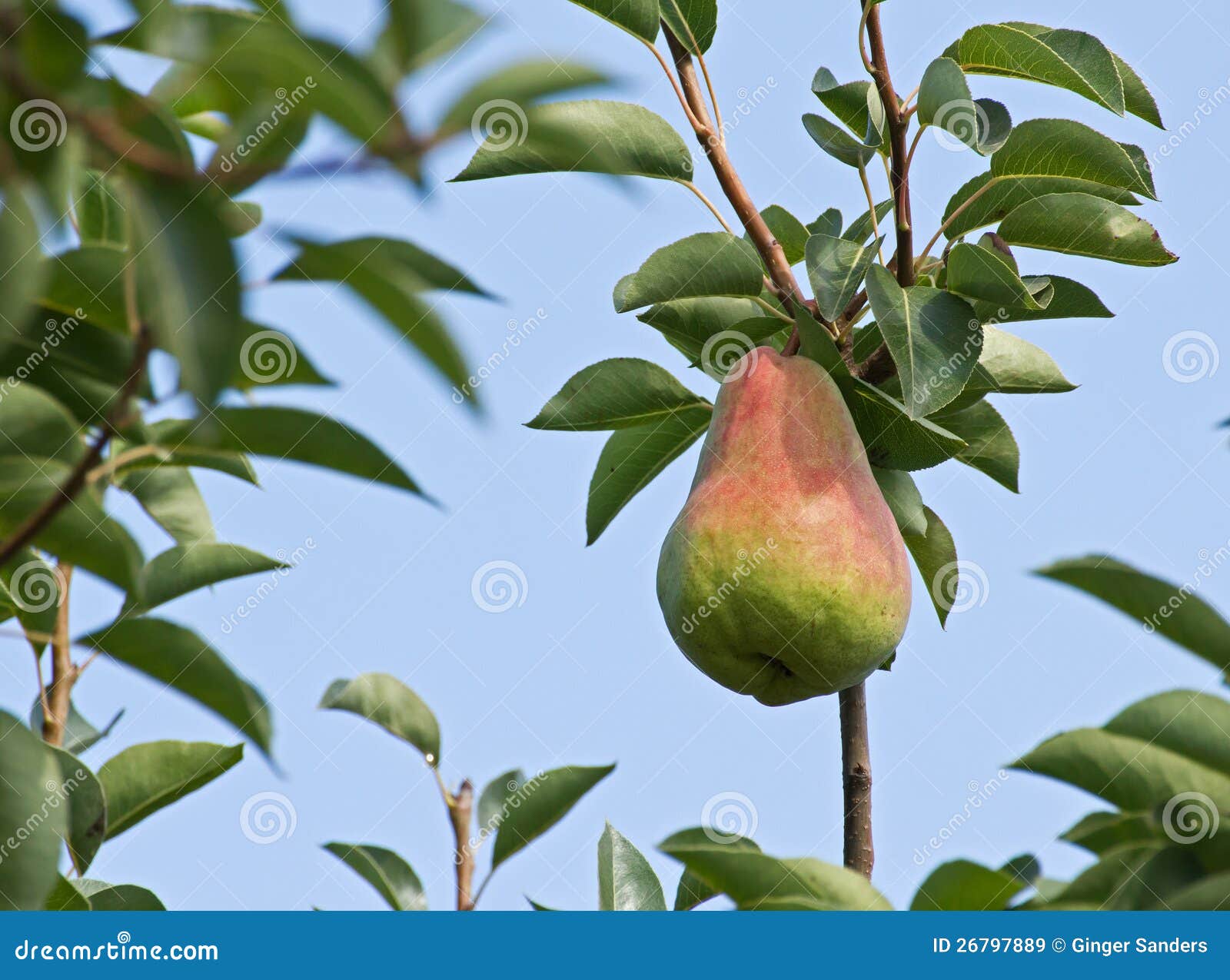 Single Pear Hanging on Tree Blue Sky Stock Image - Image of people ...