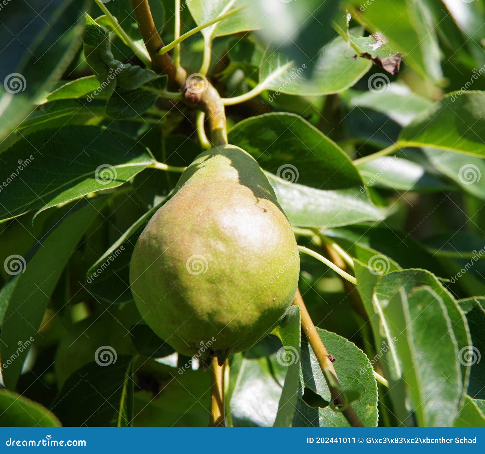 Branch with a Single Pear and Its Leaves in the Ripe Phase, Stock Image ...