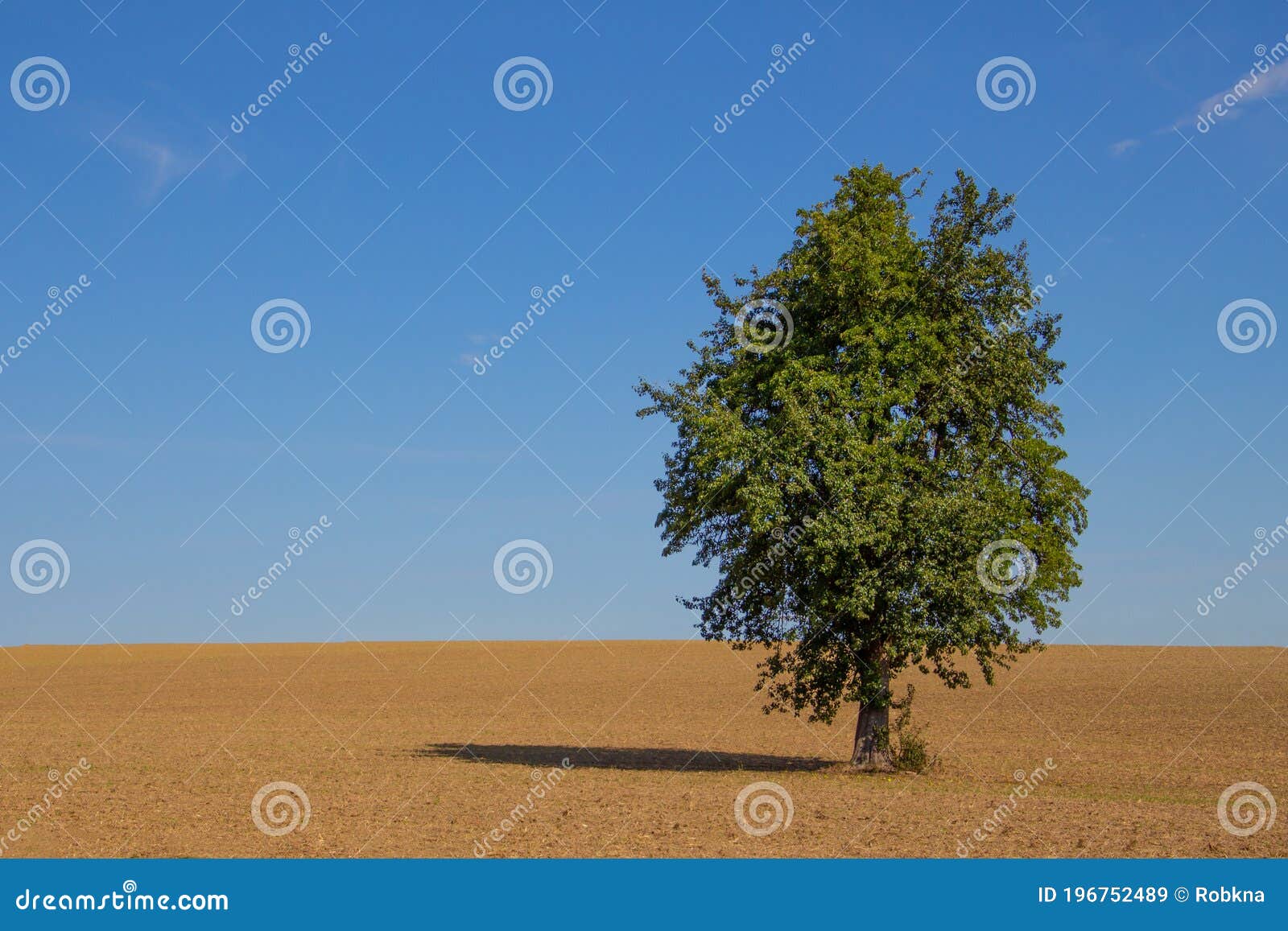 Single Pear Tree Standing in a Plowed Field Against Blue Sky Stock ...
