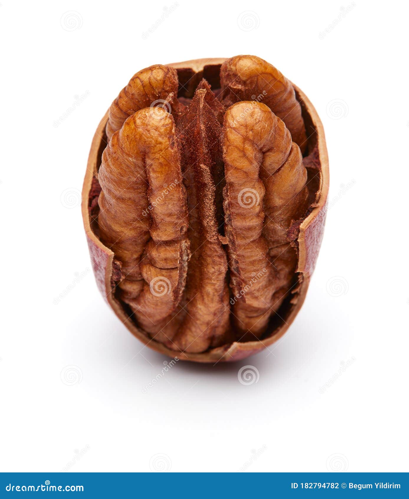 Pecan Isolated on White Background Stock Photo - Image of protein ...