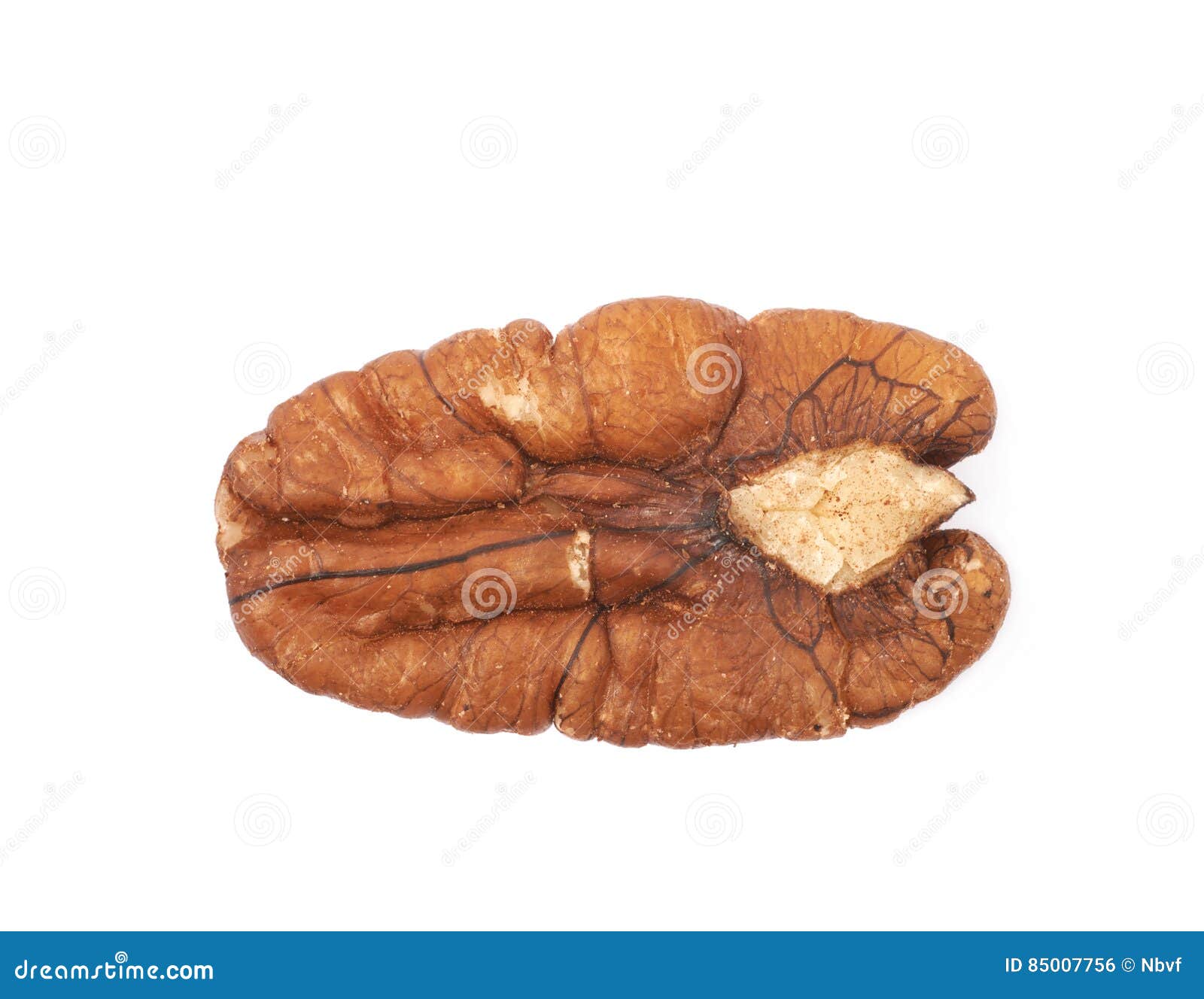 Single pecan nut isolated stock photo. Image of peeled - 85007756
