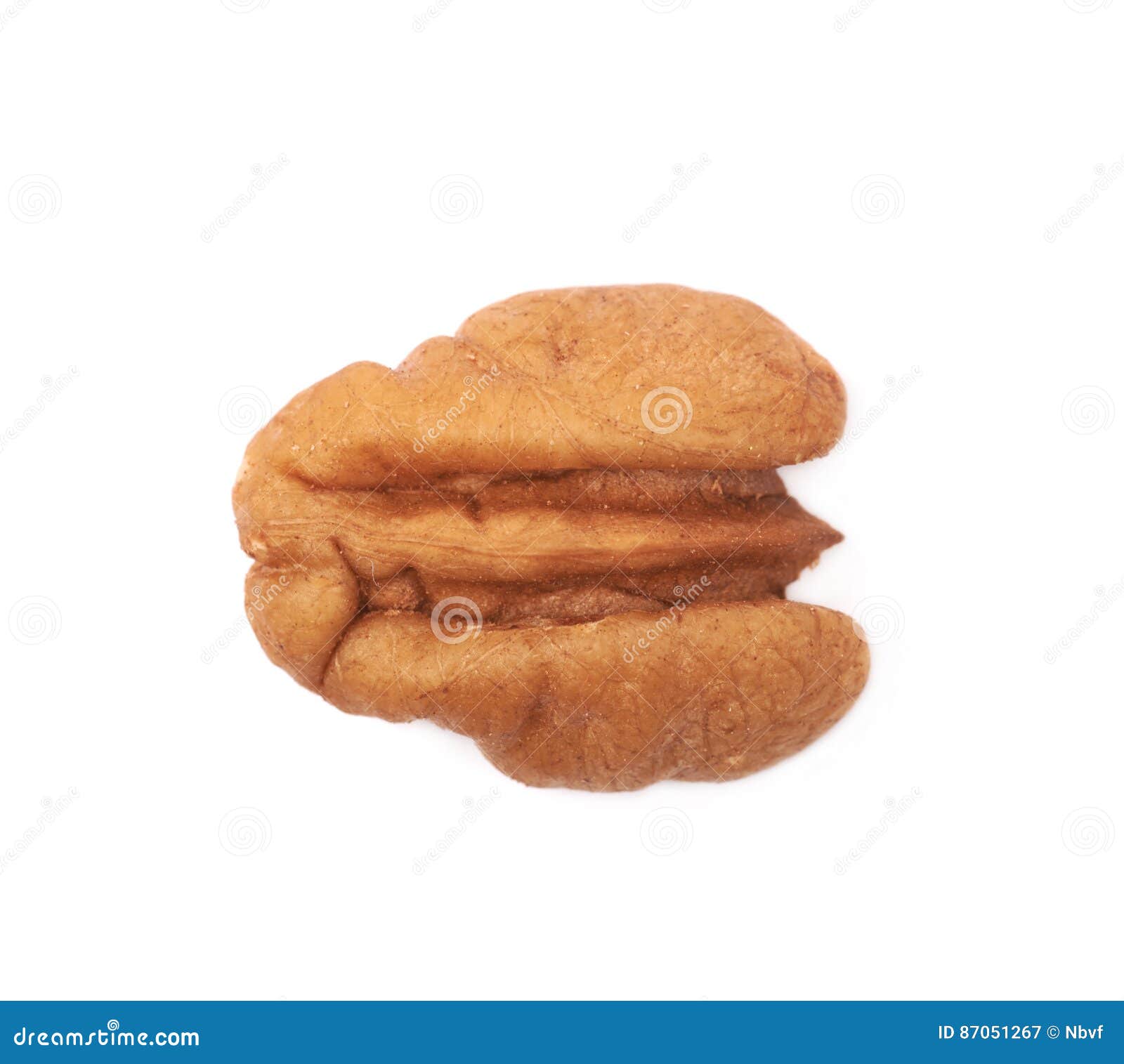 Single pecan nut isolated stock image. Image of pecan - 87051267