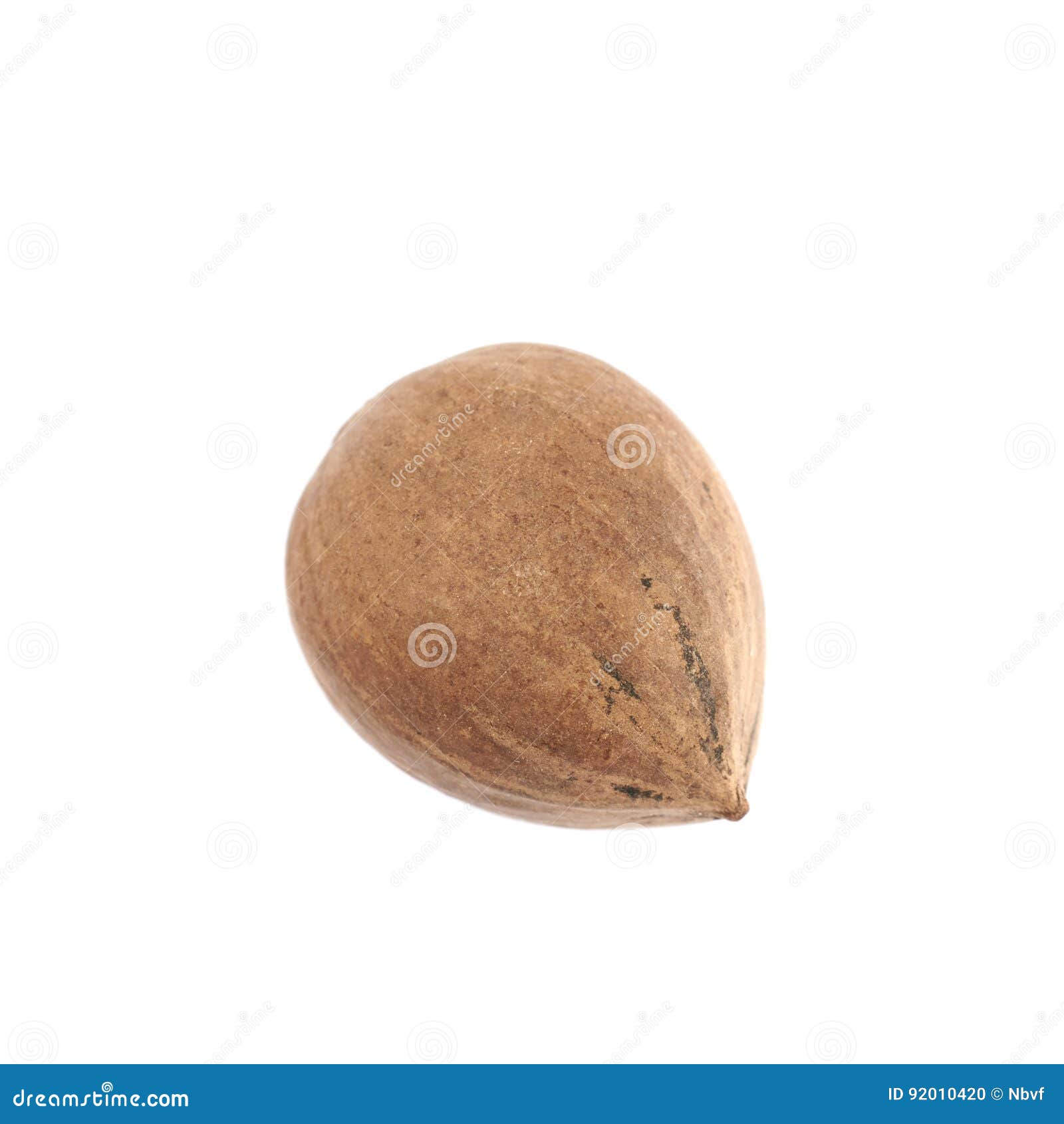 Single pecan nut isolated stock photo. Image of object - 92010420