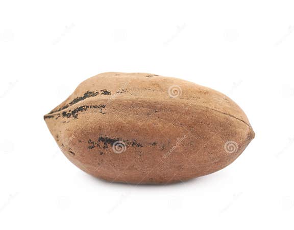 Single pecan nut isolated stock image. Image of protein - 92012549