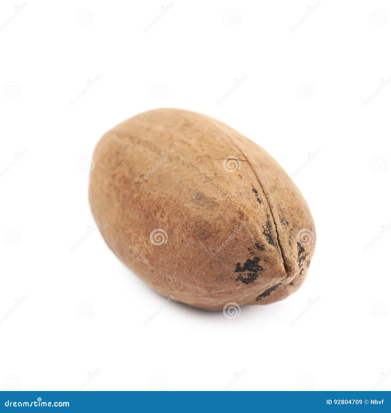 Single pecan nut isolated stock image. Image of diet - 92804709
