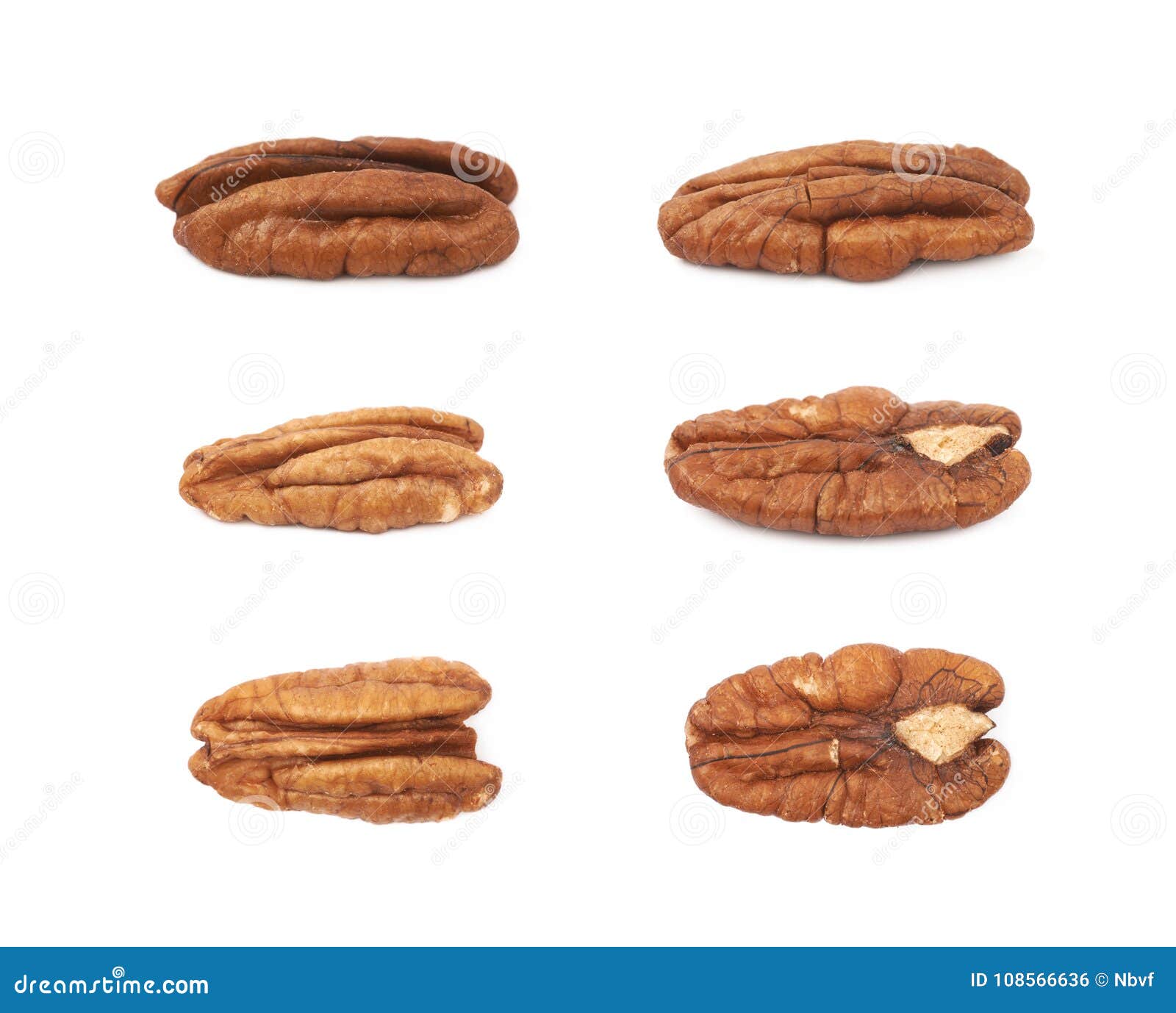 Single pecan nut isolated stock photo. Image of pecan - 108566636