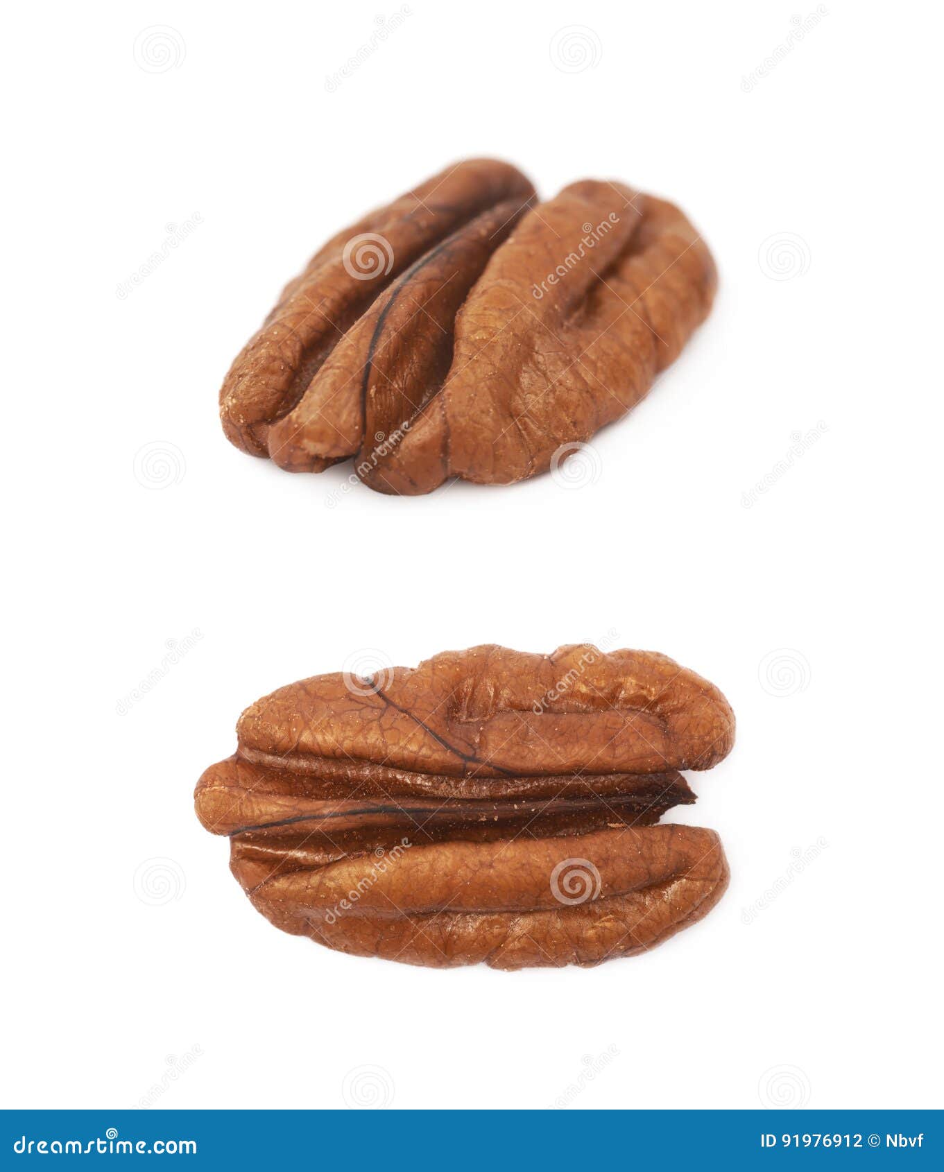 Single pecan nut isolated stock photo. Image of natural - 91976912