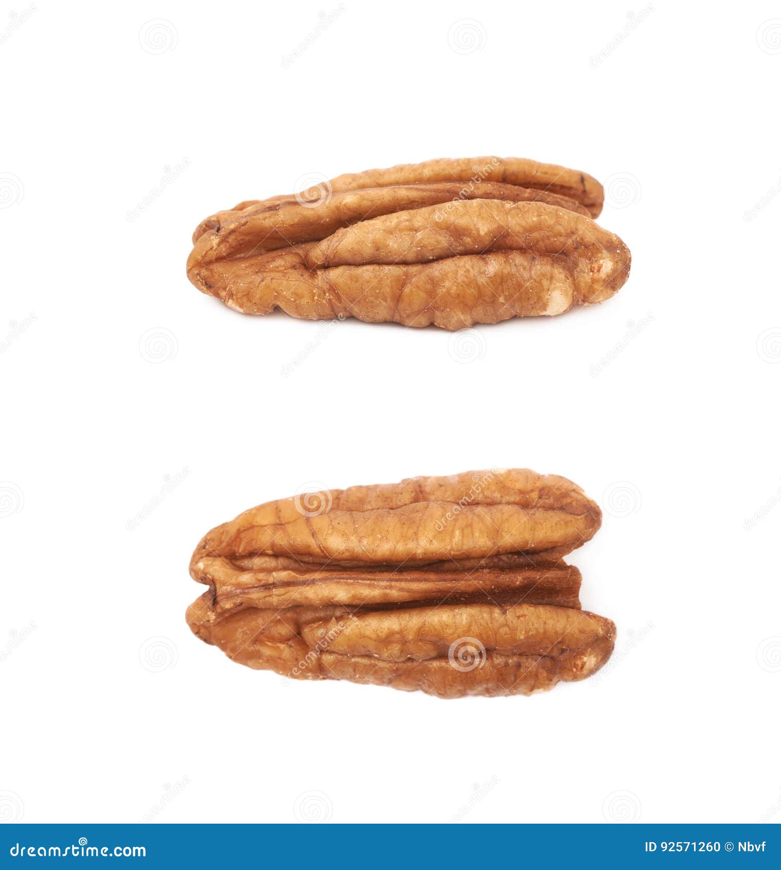 Single pecan nut isolated stock photo. Image of background - 92571260